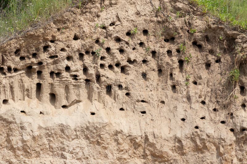 Sand Martin, Riparia Riparia. a Colony of Birds in the Steep Slopes of ...