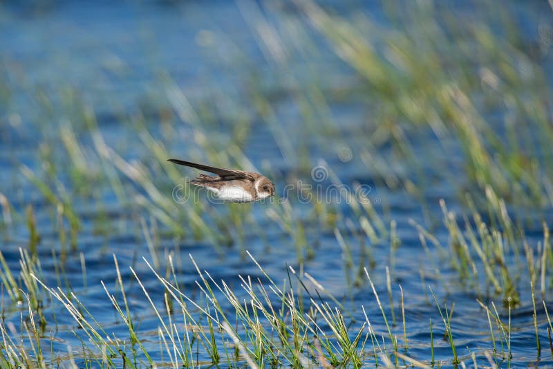 Sand Martin, Riparia Riparia, Flying Over the Wetland Stock Photo ...