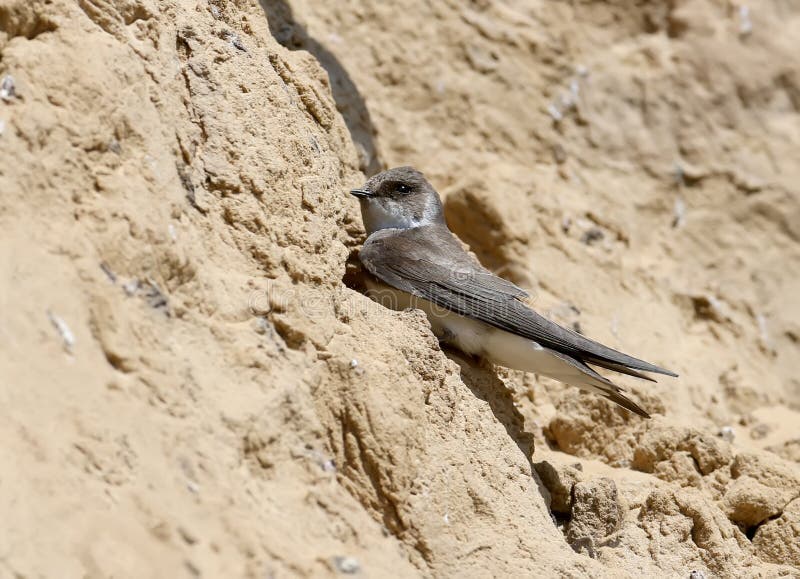 Sand Martin Sits Next To the Nest Stock Image - Image of brown, grass ...