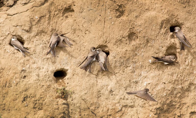Sand-martins stock photo. Image of europe, animal, breeding - 40303016