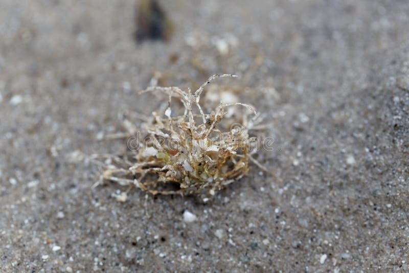 A Sand Mason Worm, Lanice Conchilega Stock Photo - Image of maritime ...