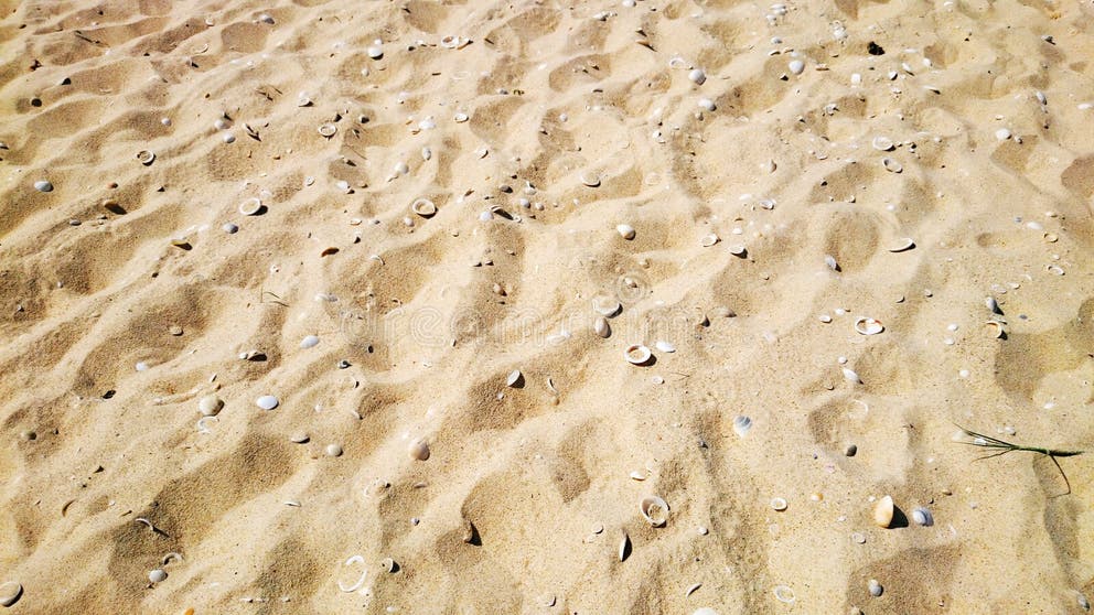 Sand mit Muscheln stockbild. Bild von muschel, strand - 79727451