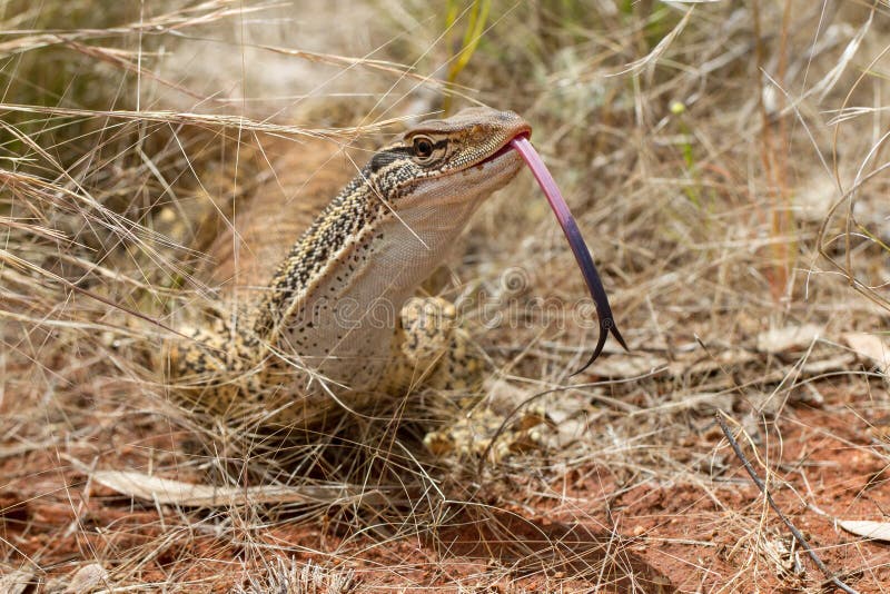 Sand Monitor stock image. Image of goulds, monitor, goanna - 188942663
