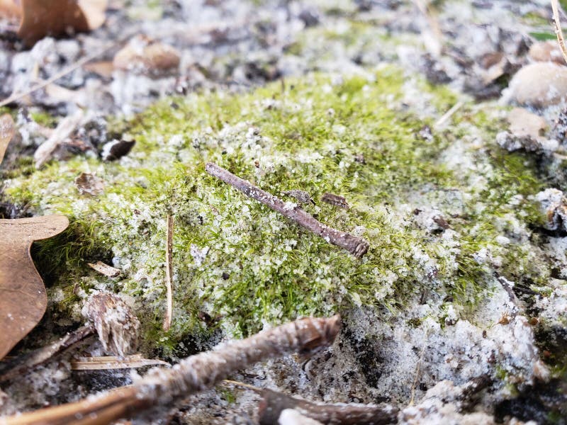 Sand and moss stock photo. Image of sand, moss, white - 150244768