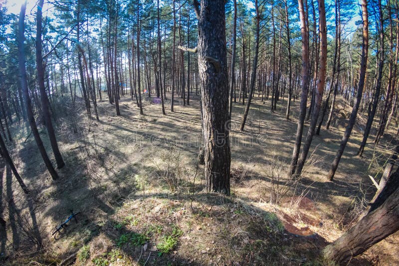 Sand Mounds in a Pine Forest Stock Image - Image of overgrown, track ...
