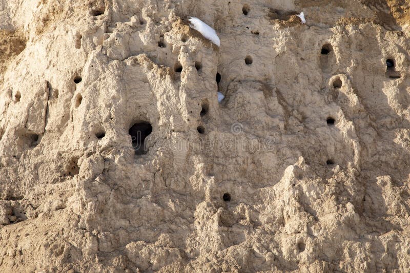 Sand Mountain with Bird Nests Stock Image - Image of shore, winter ...