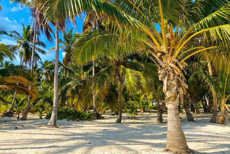 Sand and Palm Trees on the Tropical Beach Stock Image - Image of nature ...