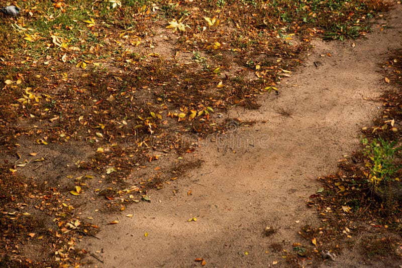 Path among Autumn Yellow Vegetation Stock Image - Image of wallpaper ...