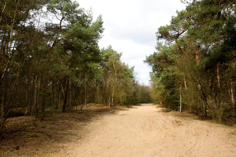 Sand path in forest stock image. Image of green, europe - 24123805