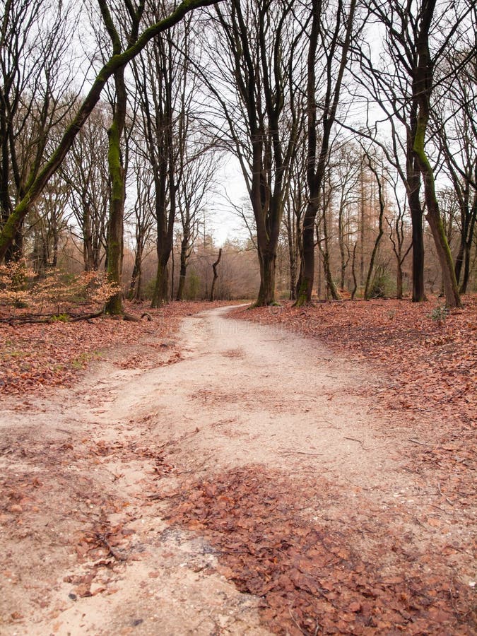 Sand path through forrest stock image. Image of pathtrack - 37759607
