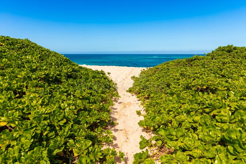 Narrow Sand Path To the Beach and Blue Ocean Stock Image - Image of ...