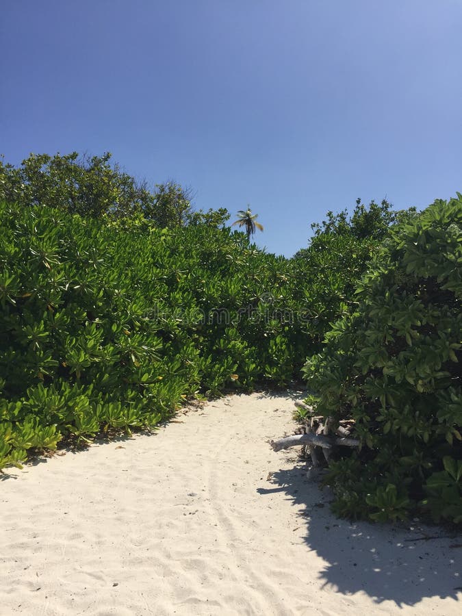 Sand path with plants stock image. Image of beautiful - 135403747