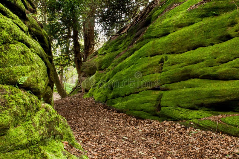Sand Pathway through Moss Covered Rocks in a Forest Stock Image - Image ...