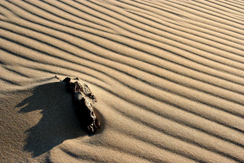 Drift wood and sand stock image. Image of shore, logs, driftwood - 264247