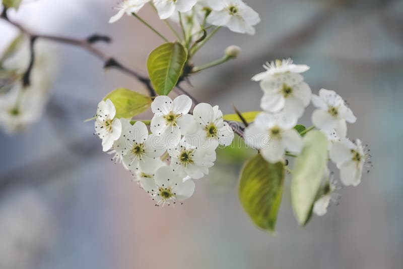 A Sand Pear or Pyrus Pyrifolia Flowers. Beautiful White Flowers Bloom ...