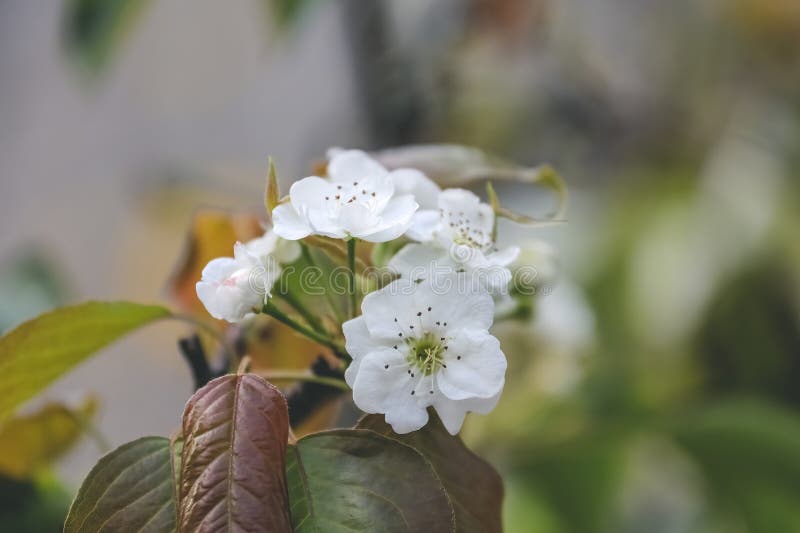 A Sand Pear or Pyrus Pyrifolia Flowers. Beautiful White Flowers Bloom ...