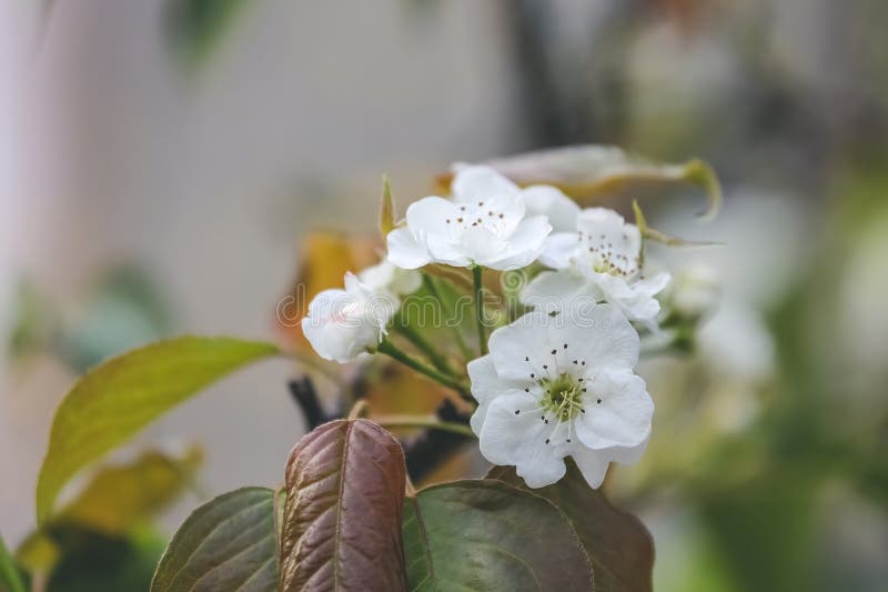 A Sand Pear or Pyrus Pyrifolia Flowers. Beautiful White Flowers Bloom ...