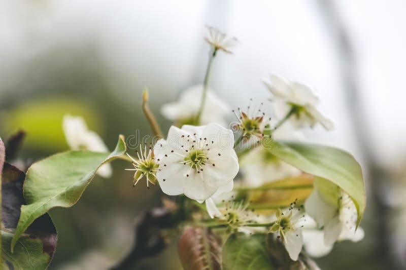A Sand Pear or Pyrus Pyrifolia Flowers. Beautiful White Flowers Bloom ...