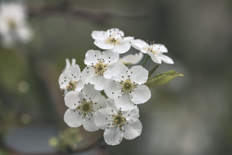 A Sand Pear or Pyrus Pyrifolia Flowers. Beautiful White Flowers Bloom ...