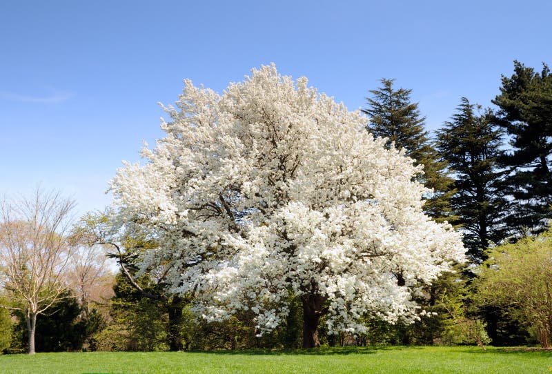 Sand Pear Tree in the Spring Stock Photo - Image of blooming, botany ...