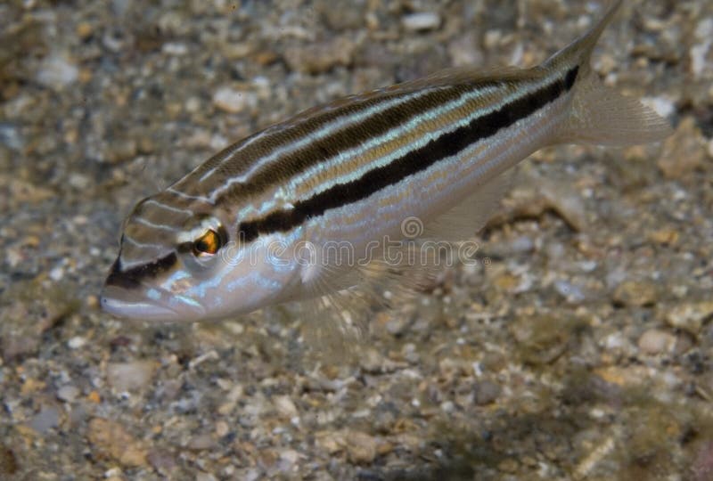 Sand Perch stock image. Image of tails, fins, oceanography - 7405415