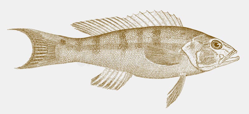 Sand Perch, a Marine Fish from the Western Atlantic Ocean in Side View ...