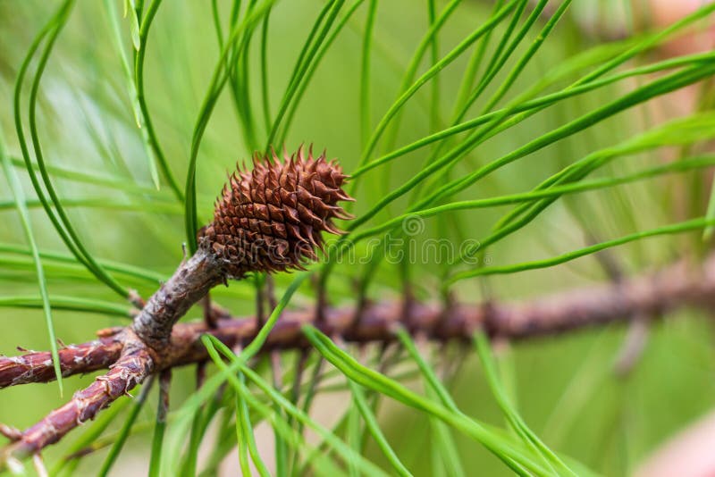 Sand Pine Tree Pinecone Pinus Clausa - Davie, Florida, USA Stock Image ...