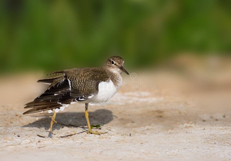 Sand piper stock image. Image of feathers, wild, safari - 22472251