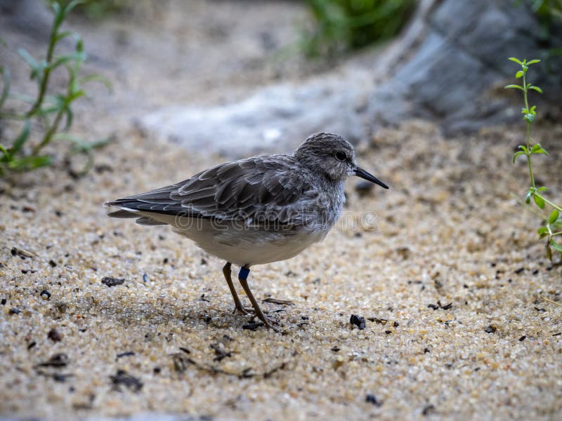 Sand Piper on Beach Dune, Close Up Stock Photo - Image of nature, fowl ...