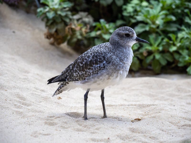 Sand Piper on Beach Dune, Close Up Stock Photo - Image of feather, dune ...