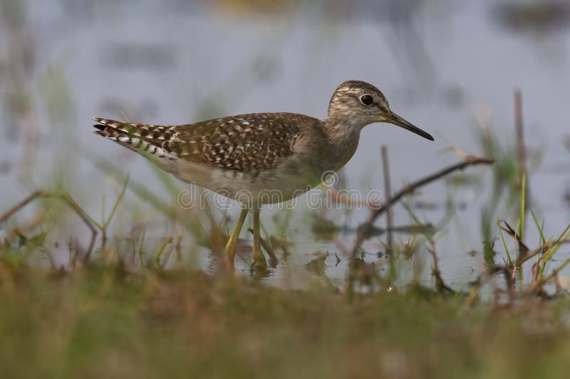 Sand Piper Bird Near a Pond Stock Photo - Image of bird, wildlife ...