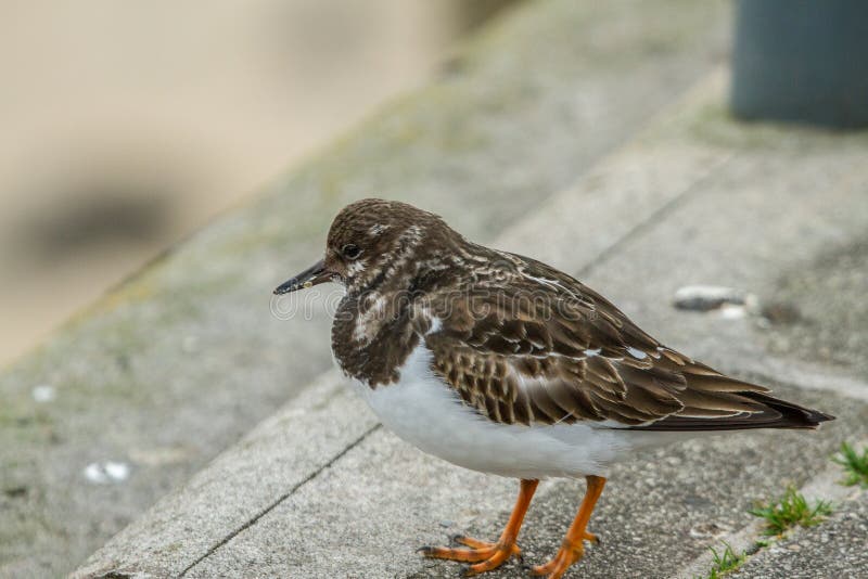 Sand piper stock photo. Image of running, lovely, piper - 81557392