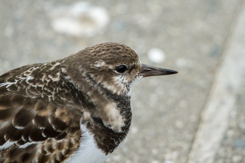 Sand piper stock photo. Image of little, light, early - 81582096