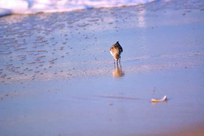 Sand Piper Searching for Food Stock Photo - Image of active, sand: 78687002