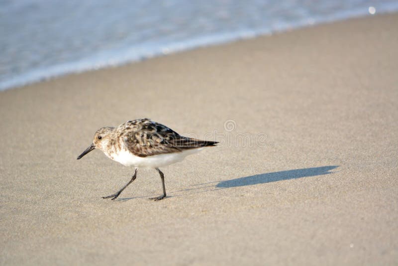 Sand Piper Walking by on Beach Stock Image - Image of feeding, active ...