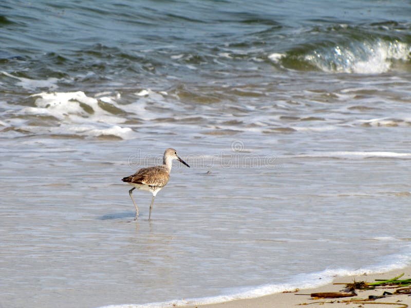Sand Piper Walking in the Ocean Stock Image - Image of sand, sandpiper ...