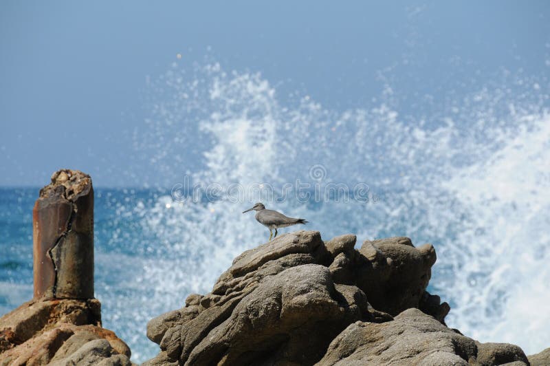 Sand Piper Waves Breaking on Rocks Stock Photo - Image of blue, nature ...
