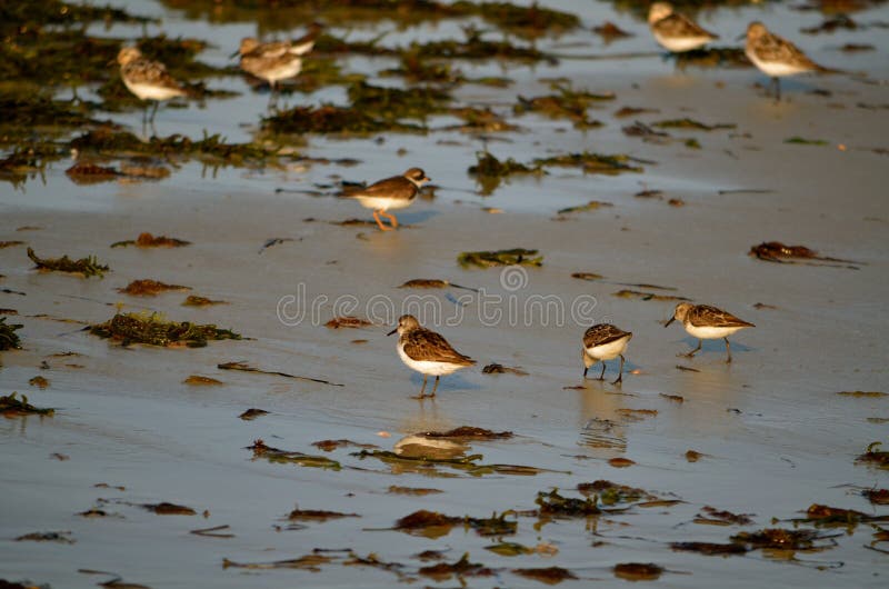 Cape Codon Beach Stock Photos - Free & Royalty-Free Stock Photos from ...