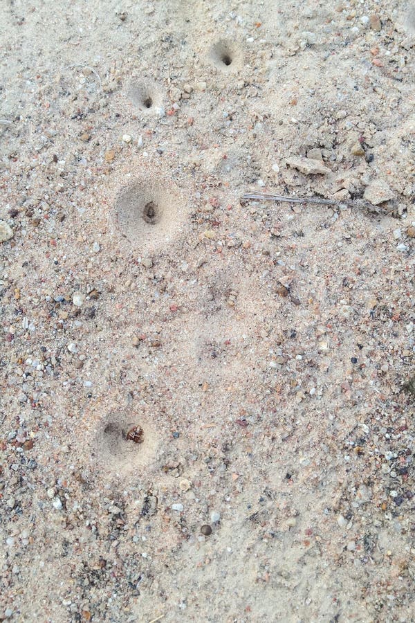 Pit Trap of an Antlion Larva . Antlion Cone Death Trap, Sand Pit Trap ...