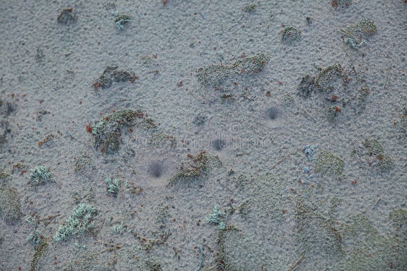 Sand pit traps. stock photo. Image of closeup, animal - 311652732