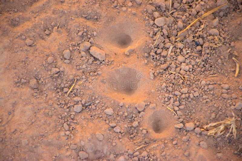 Sand pit traps stock photo. Image of floor, wildlife - 271283922