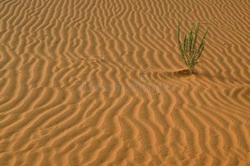 Sand & plant stock image. Image of guide, overlay, earth - 5966067
