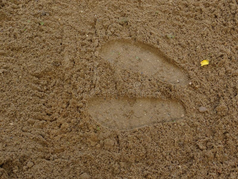 Marks on Wet, after a Rain the Sand. Stock Photo - Image of green ...
