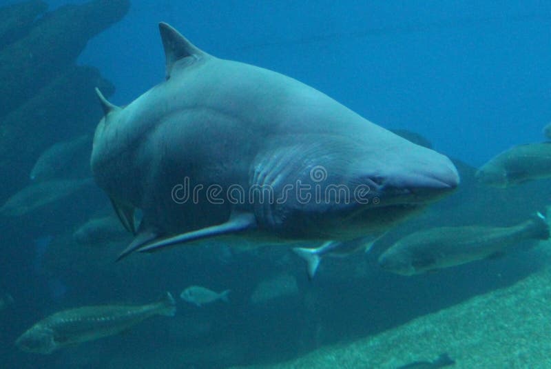 Sand reef shark stock photo. Image of coral, spain, underwater - 43373960