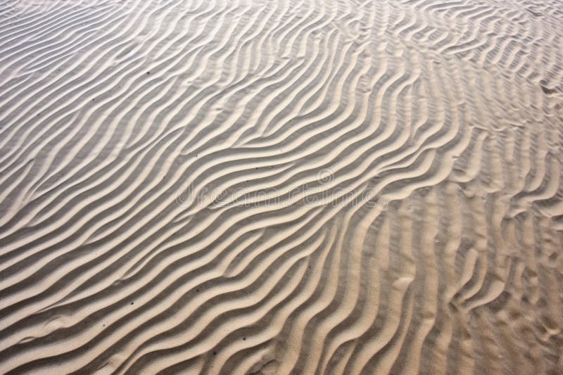 Ripple Patterns and Animal Foot Track Stock Photo - Image of hermit ...