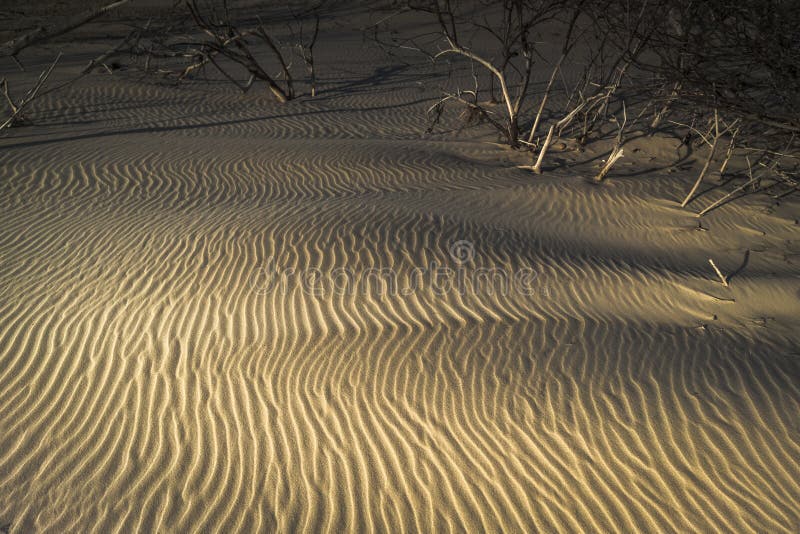 Sand Ripples and Driftwood on Culbin Beach in Scotland. Stock Photo ...