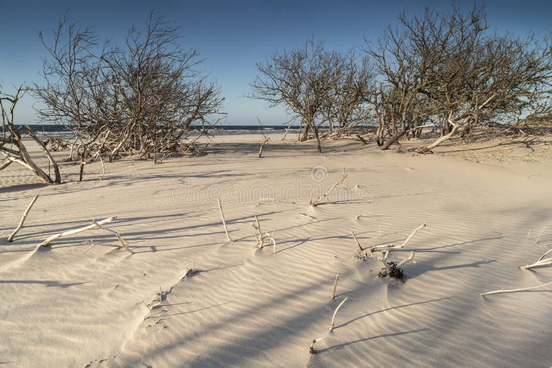 Sand Ripples and Driftwood on Culbin Beach in Scotland. Stock Image ...