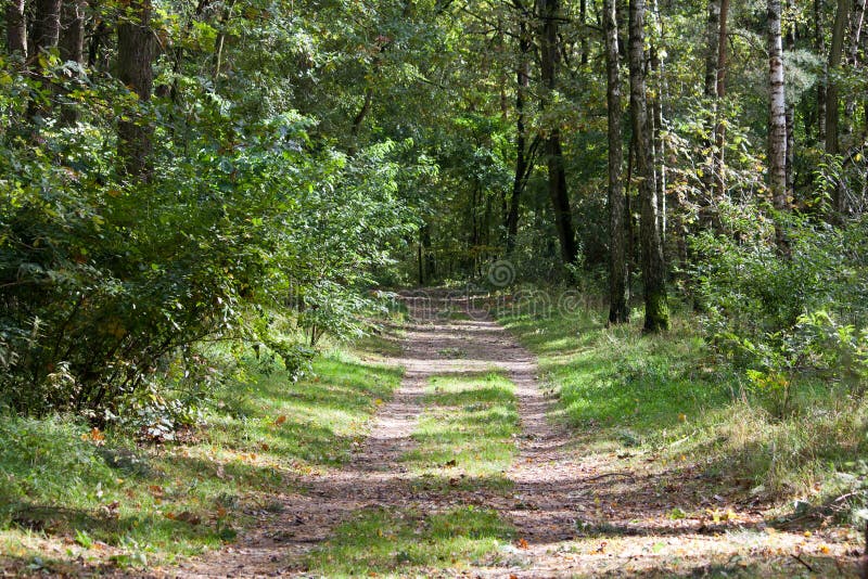 Sand road through forest stock photo. Image of wood - 101586206