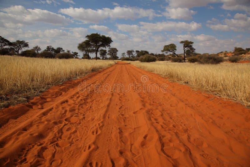 Sand Road in Kalahari Desert Stock Photo - Image of bush, land: 28205022