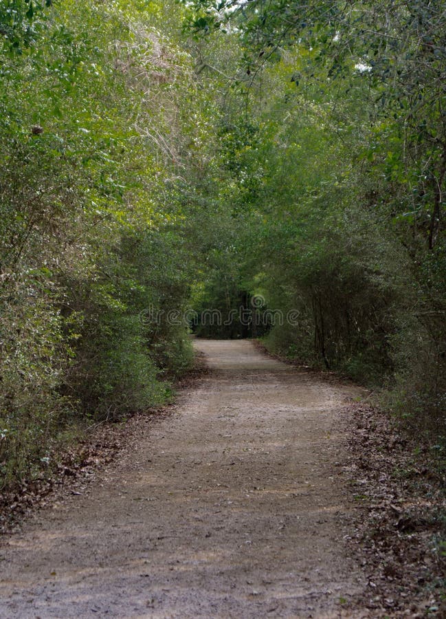 A sand road stock photo. Image of trees, sand, green - 99082390